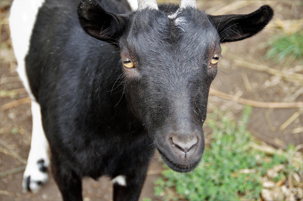 Goat Pet Economic - Free photo on Pixabay