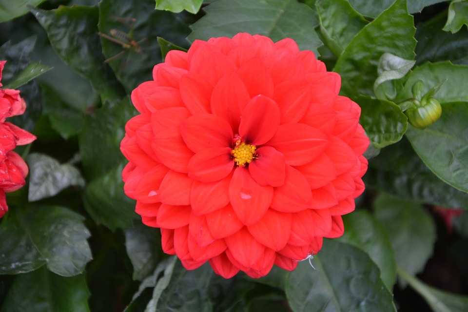 Red Flower Plant Bouquet - Free photo on Pixabay - Pixabay