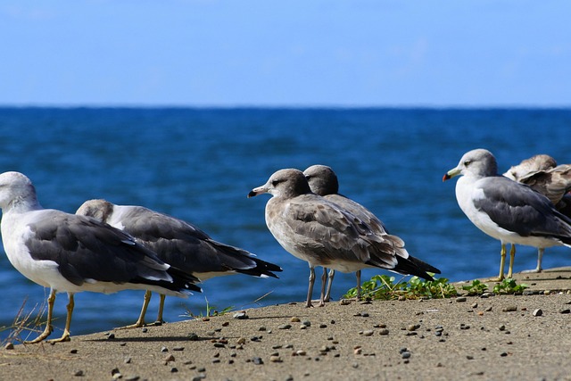 Animal Sea Beach - Free photo on Pixabay