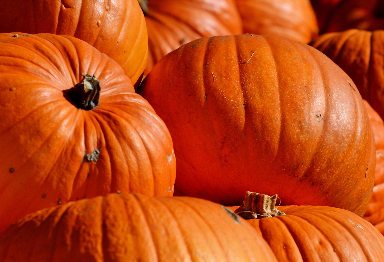Pumpkin Fruit Orange - Free photo on Pixabay