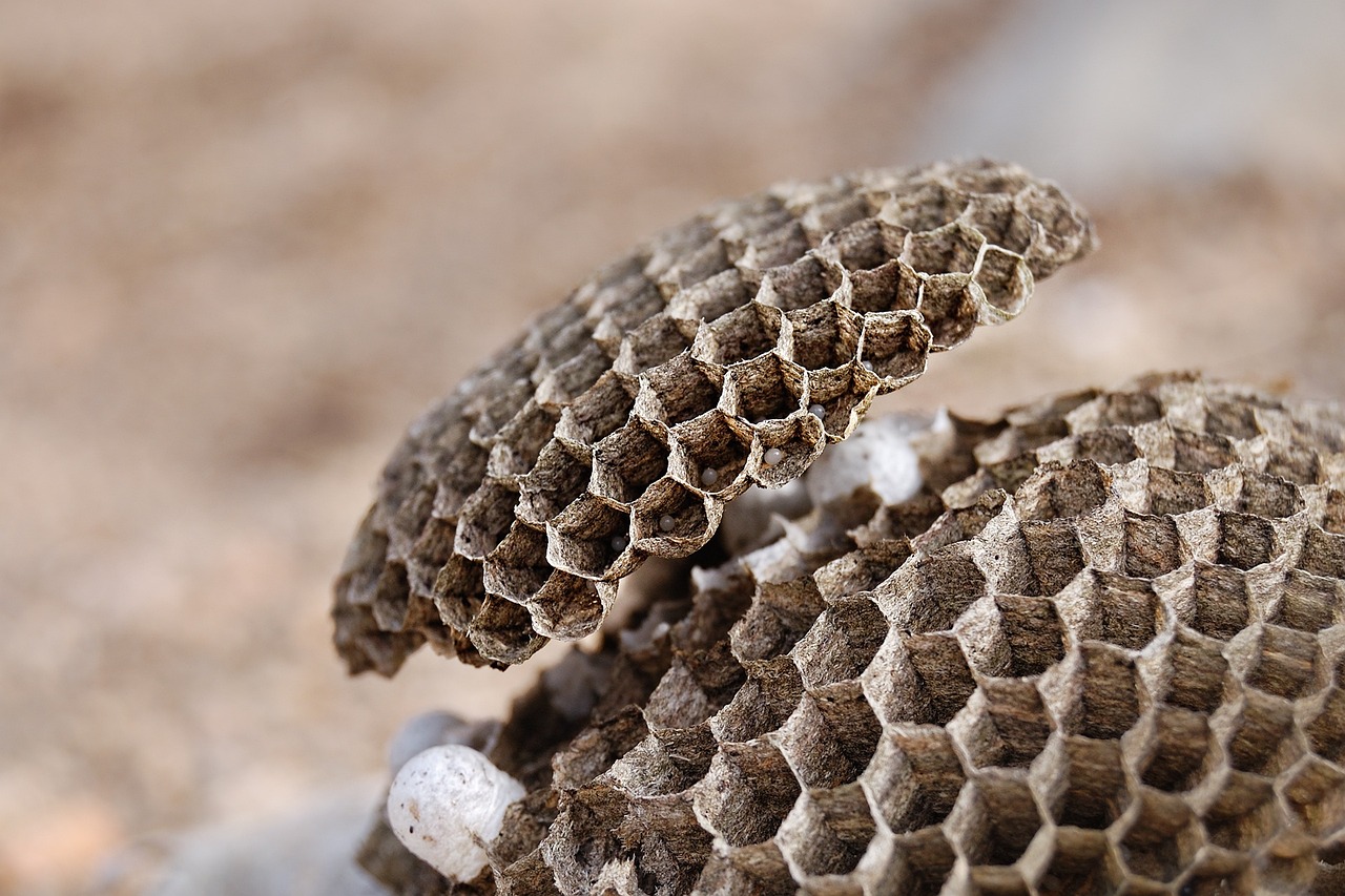 Wasp Nest Detail Insects Building - Free photo on Pixabay - Pixabay