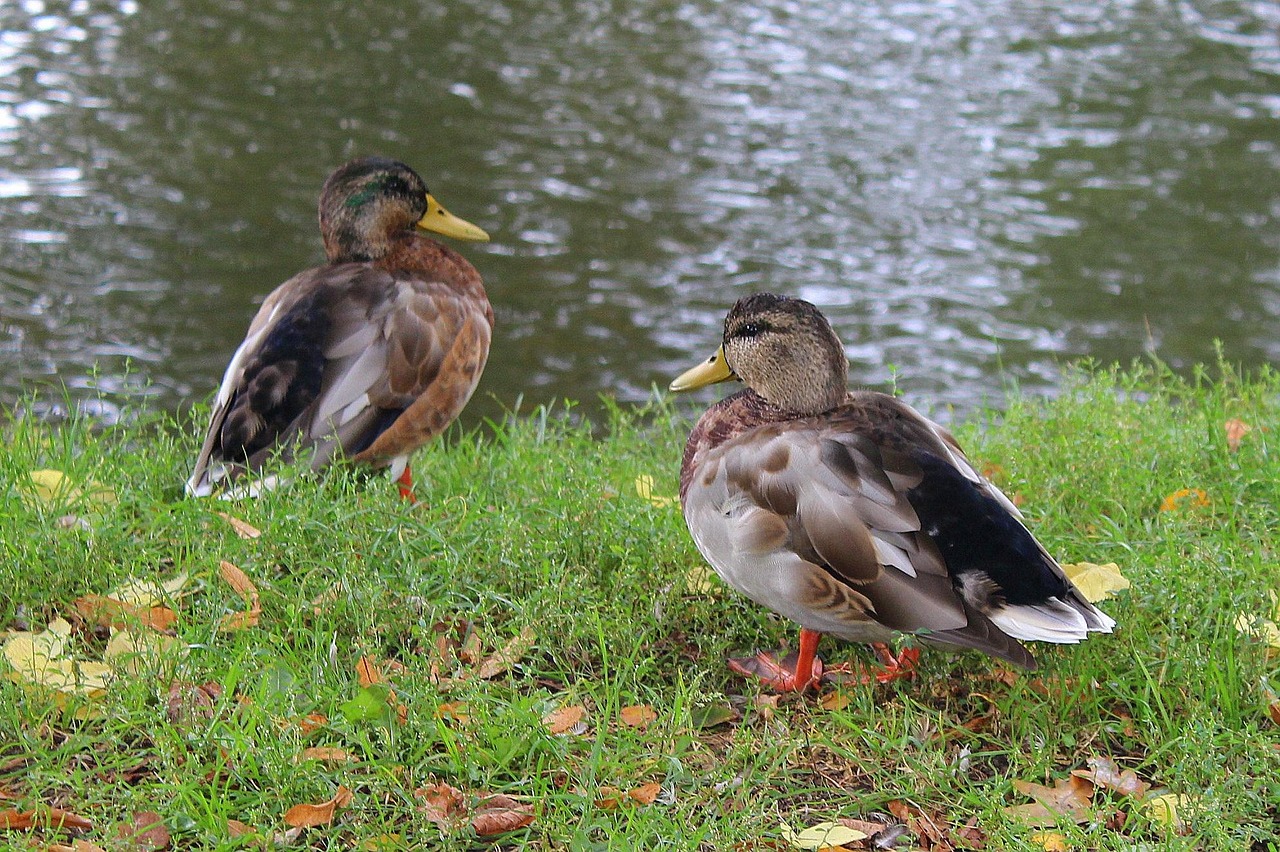 Coupler Canards Sauvages Le Canard - Photo gratuite sur Pixabay - Pixabay