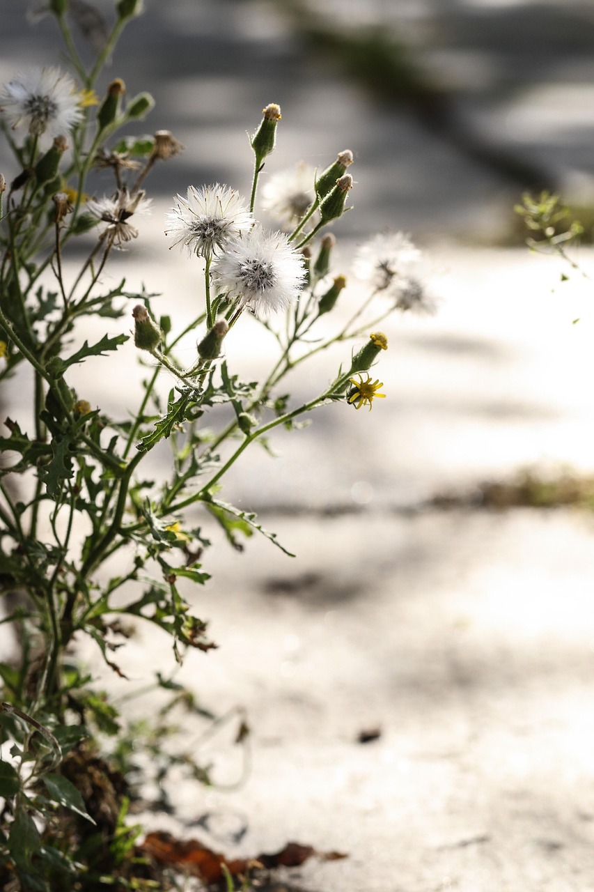 Wilde Blumen - Kostenloses Foto auf Pixabay - Pixabay