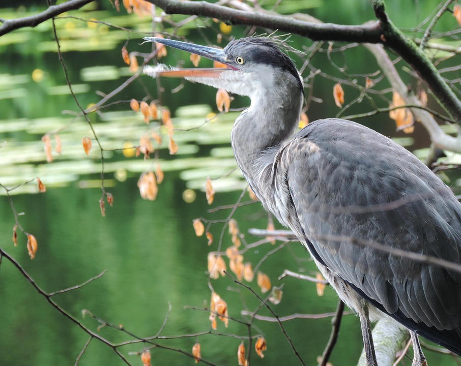 Reiger Vogel Dier - Gratis foto op Pixabay - Pixabay