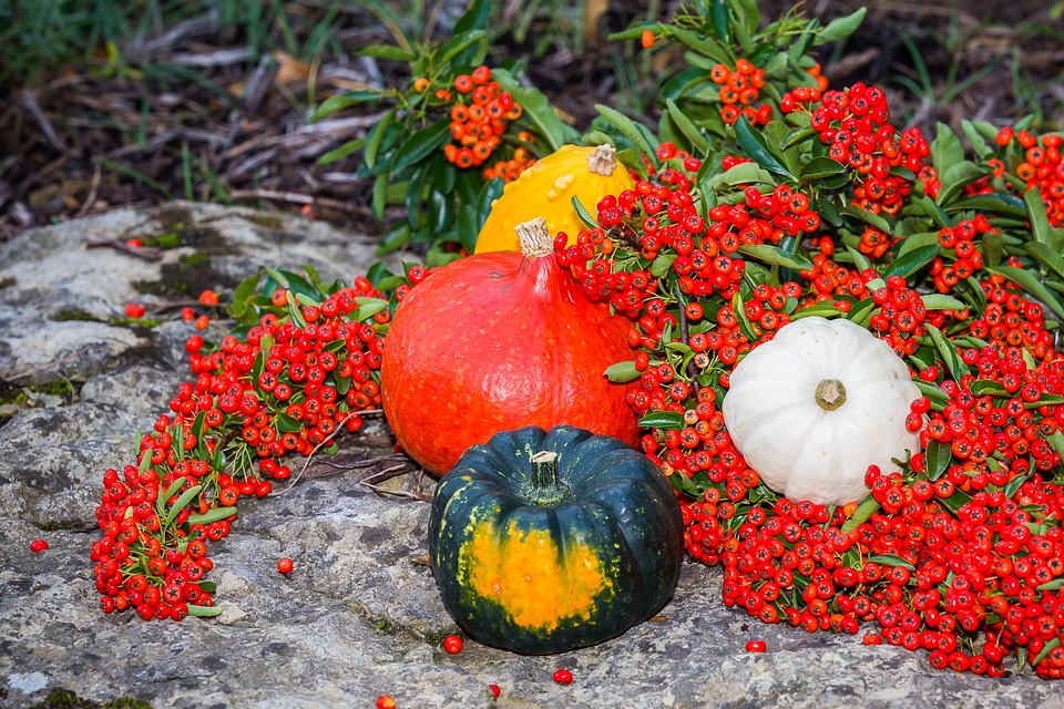 Citrouille L'Argousier Tombe - Photo gratuite sur Pixabay