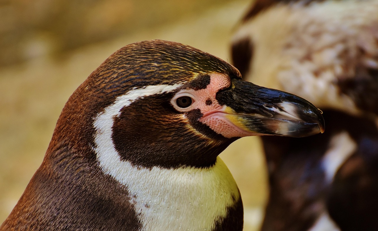 Manchot Animal Faune Oiseau - Photo gratuite sur Pixabay - Pixabay