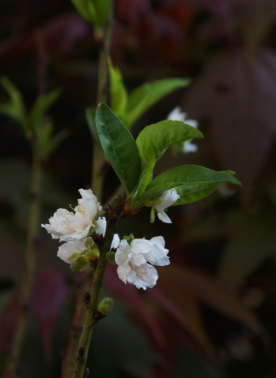 Peach Blossom Blanc Fleurs De - Photo gratuite sur Pixabay