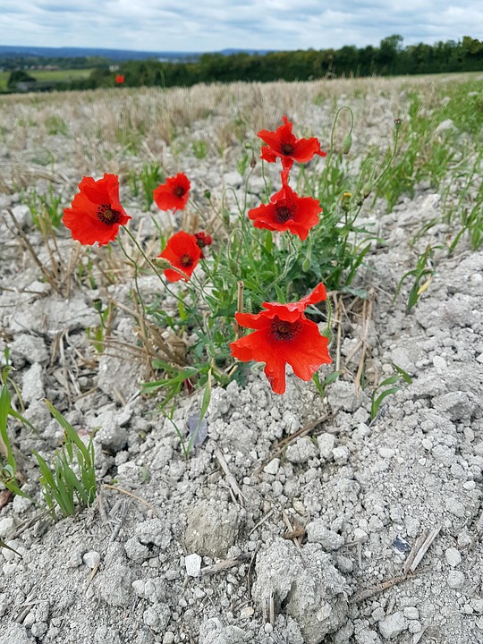 Poppy Poppies Sky - Free photo on Pixabay