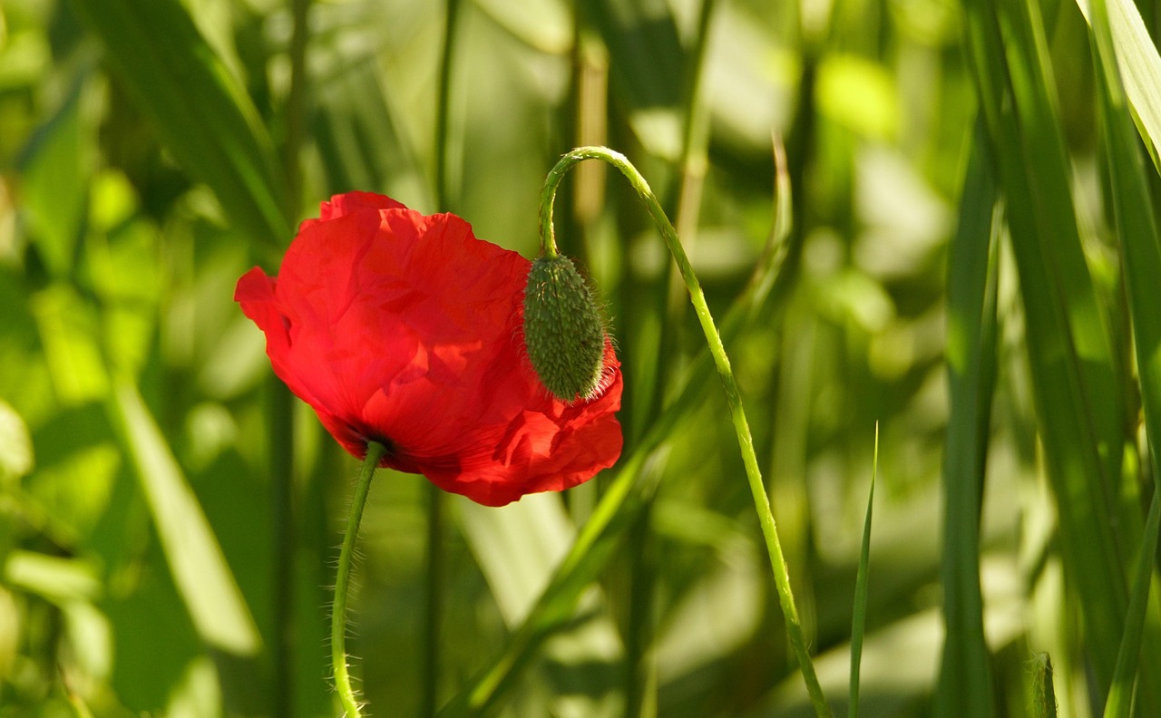 Meer dan 400 gratis afbeeldingen van Veldbloemen en Natuur - Pixabay
