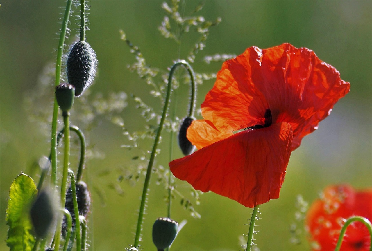 Meer dan 300 gratis afbeeldingen van Veldbloemen en Natuur - Pixabay