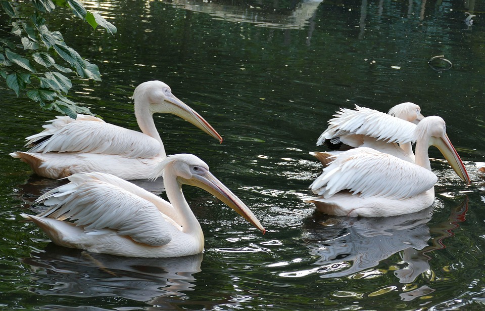 Pelican Sea Beak - Free photo on Pixabay - Pixabay