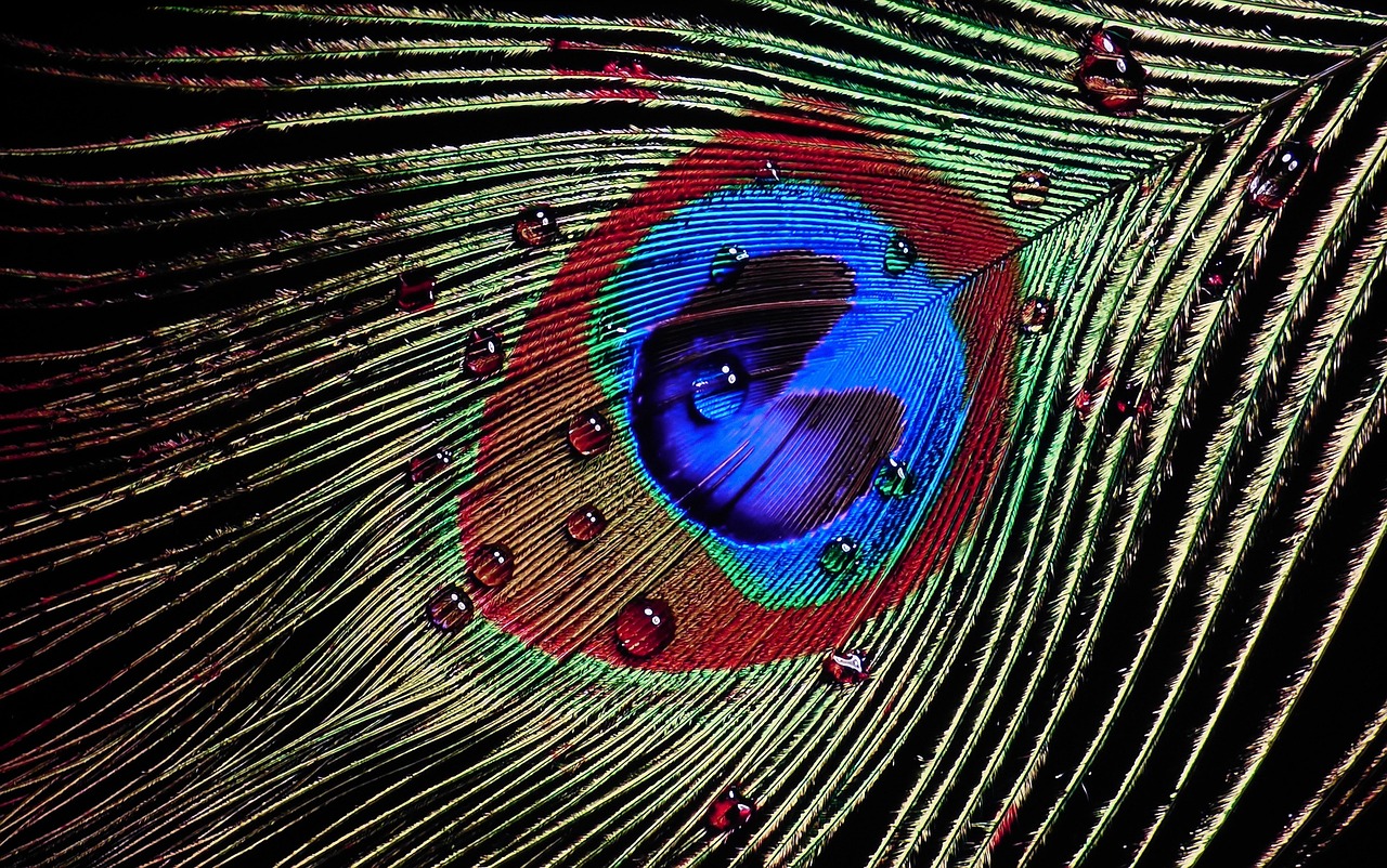 Peacock Feather - Free photo on Pixabay - Pixabay