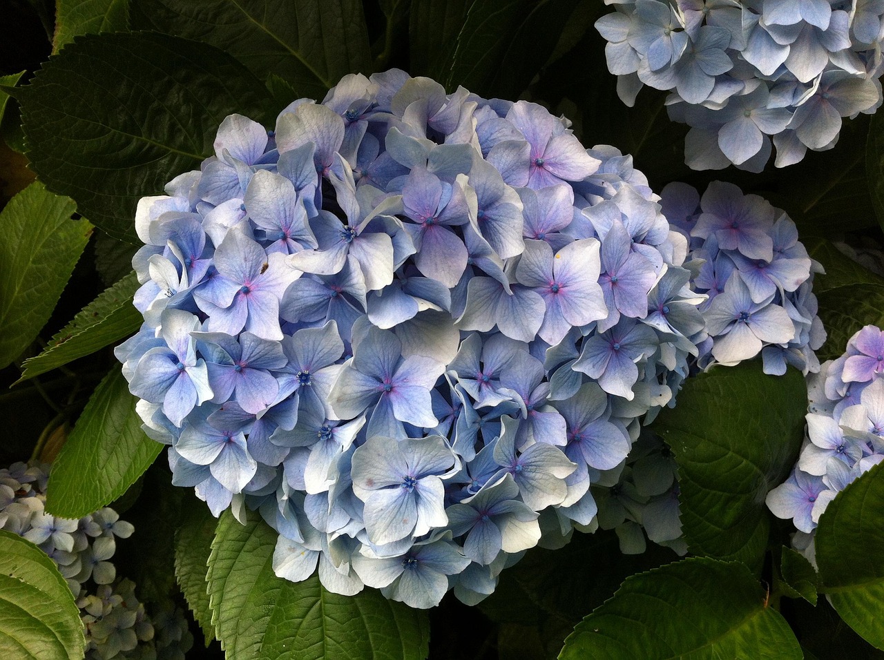 Hortensie Blume - Kostenloses Foto auf Pixabay - Pixabay