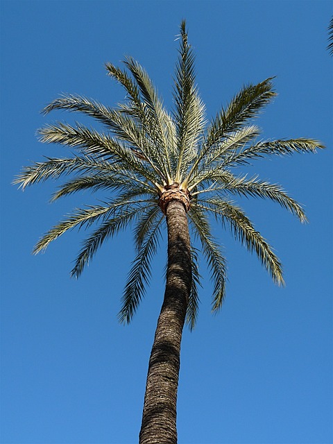 Palm Tree Nature Vacations To - Free photo on Pixabay