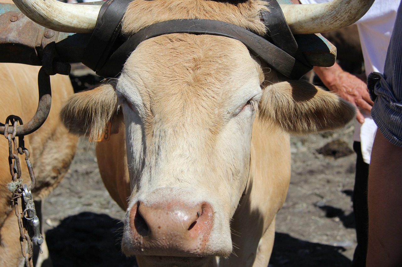 Vache Licol - Photo gratuite sur Pixabay - Pixabay