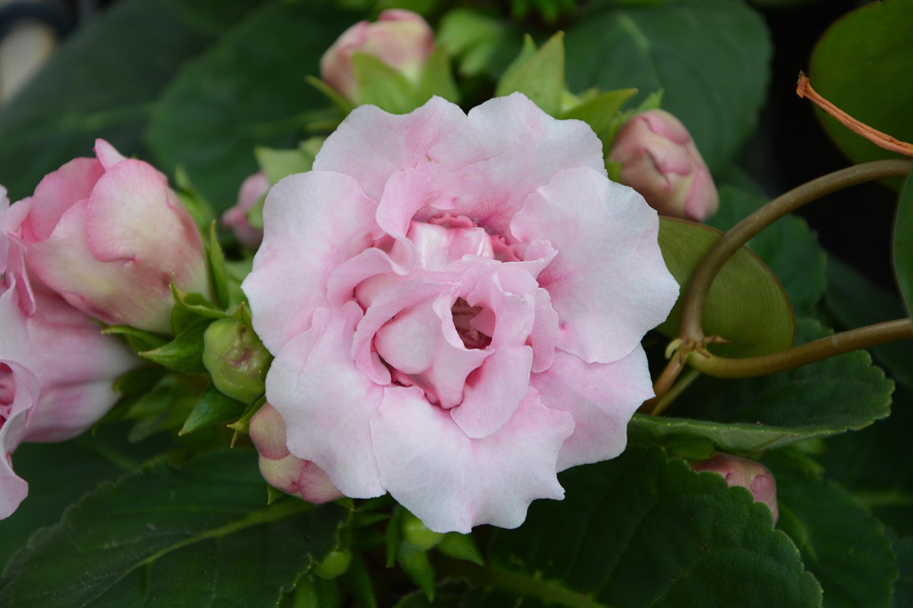 60+ Free Gloxinia & Nature Images - Pixabay