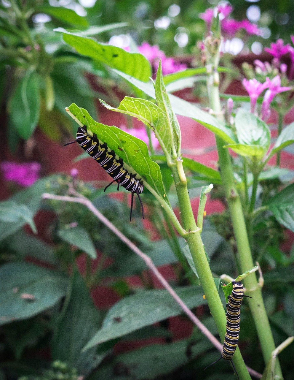 Orugas Insectos Sale De - Foto gratis en Pixabay