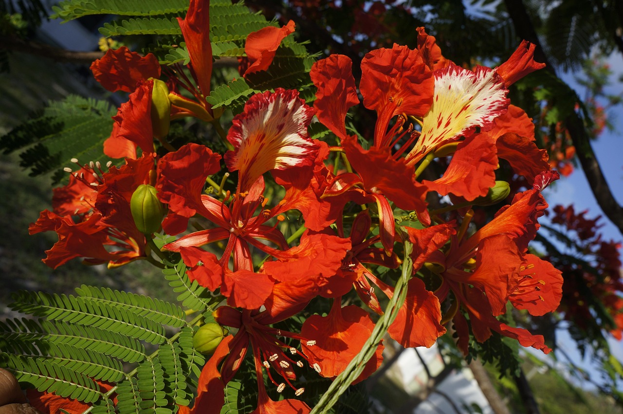 Flor Royal Poinciana - Foto gratuita no Pixabay - Pixabay