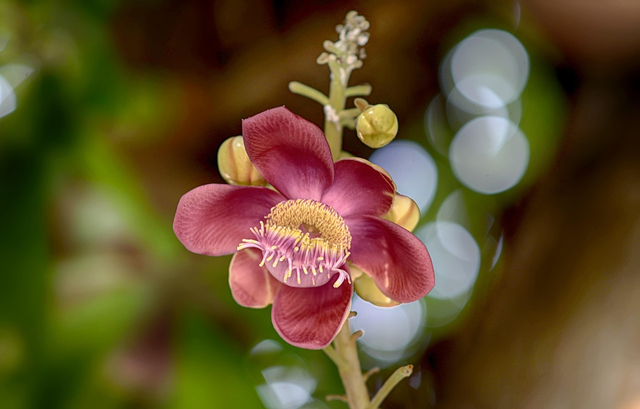 200,000+ Free Sal Tree & Tree Images - Pixabay