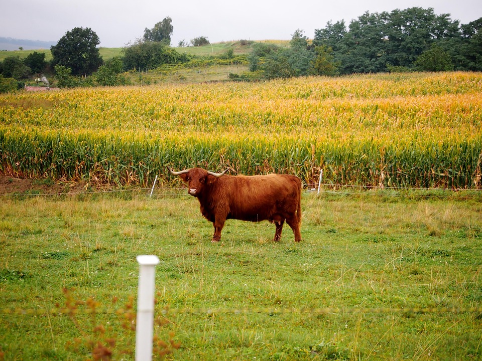 Beef Highland Cattle Brown - Free photo on Pixabay