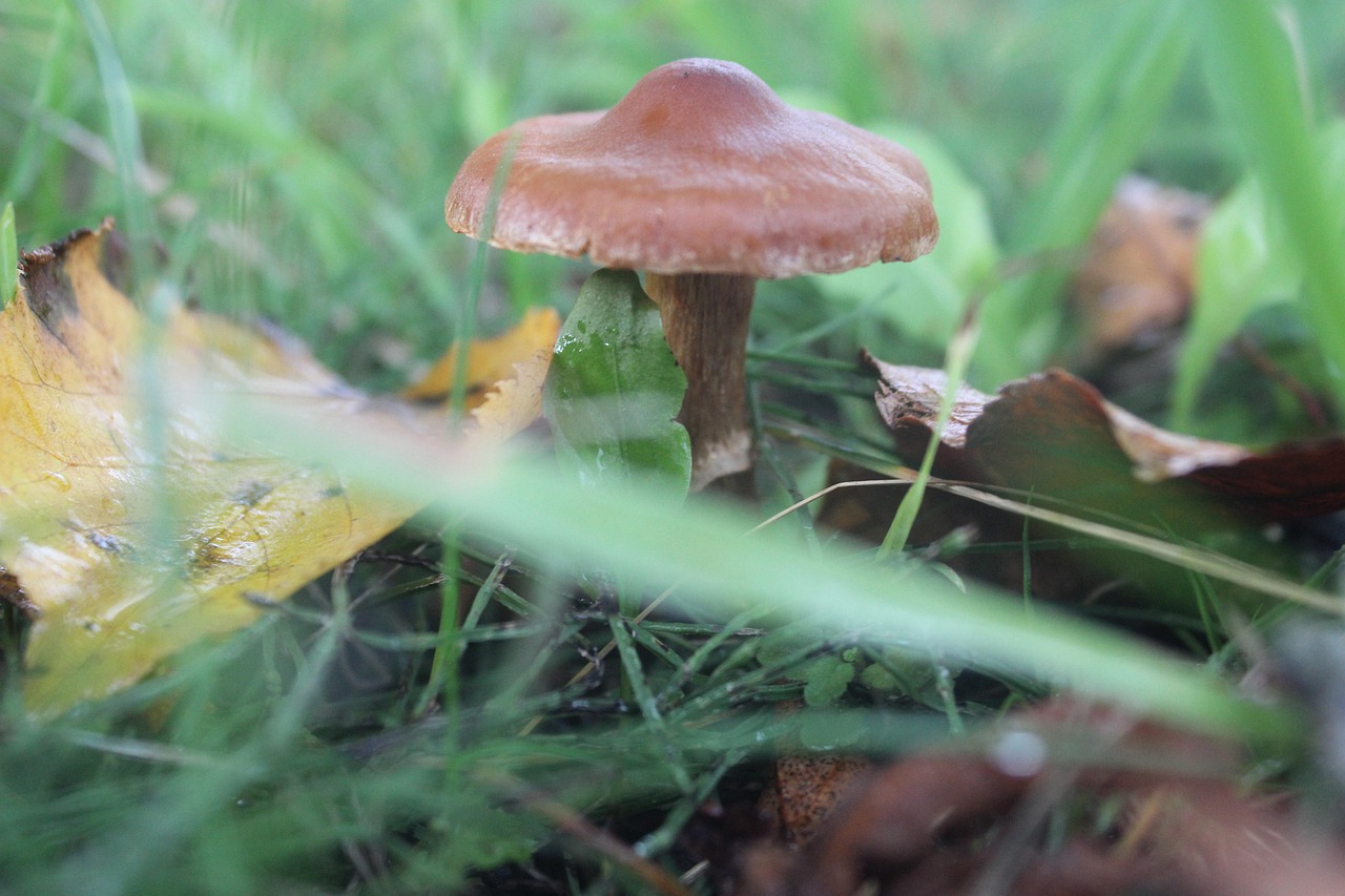 Champignon Nature Naturel - Photo gratuite sur Pixabay - Pixabay