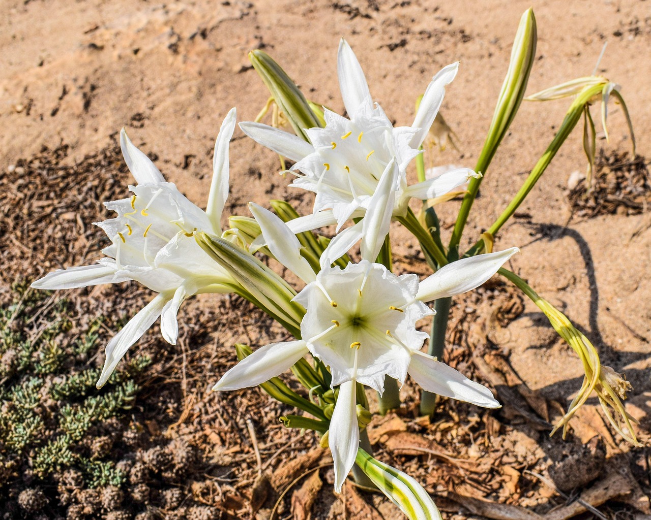 Meer dan 6 gratis afbeeldingen van Pancratium en Pancratium Maritimum ...