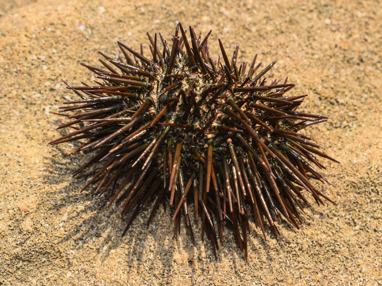 100+ Free Sea Urchin & Nature Images - Pixabay
