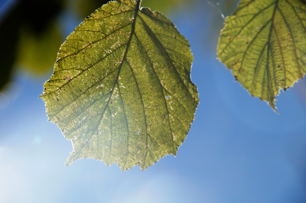 Blad Achtergrondverlichting Zacht - Gratis foto op Pixabay - Pixabay