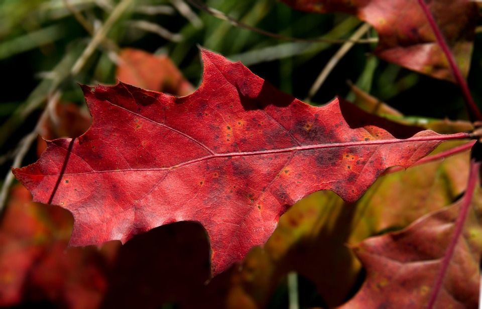 Oak Leaf Red Reddish - Free photo on Pixabay