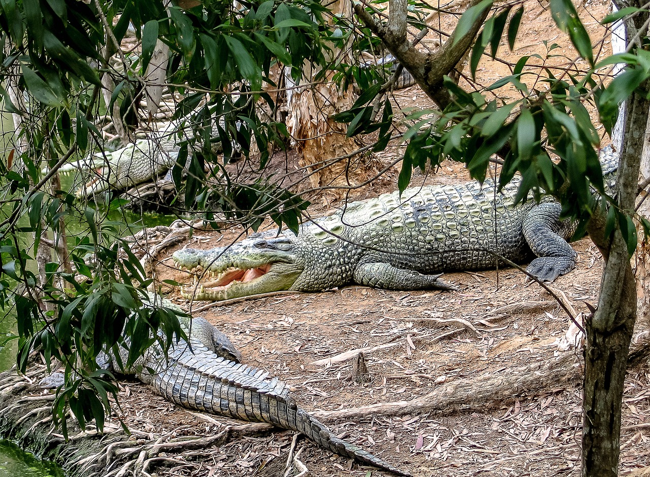 Krokodile Queensland Australien - Kostenloses Foto auf Pixabay - Pixabay