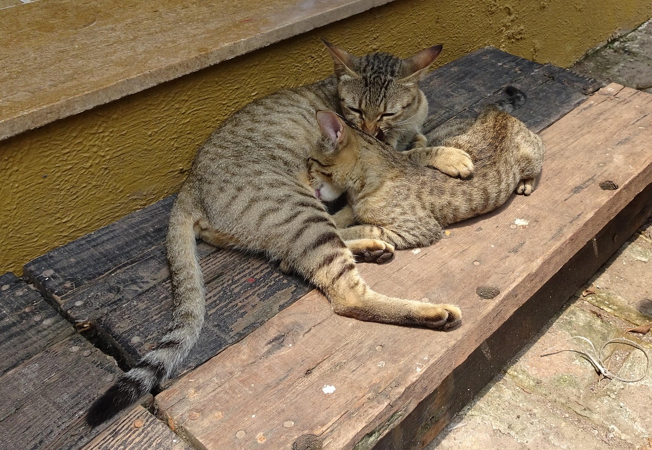 Gato De Bengala Ahumado
