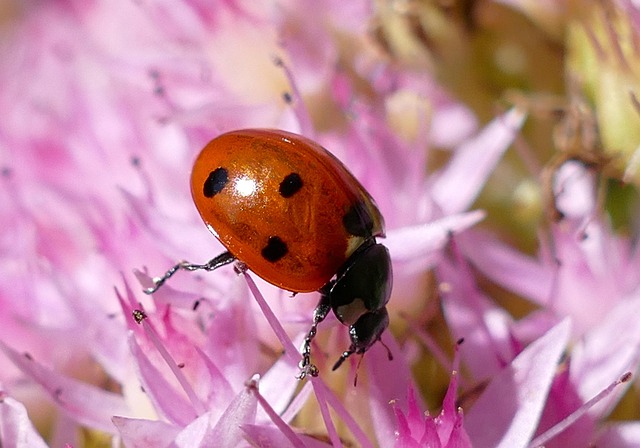 Coccinelle Points Porte-Bonheur - Photo gratuite sur Pixabay - Pixabay