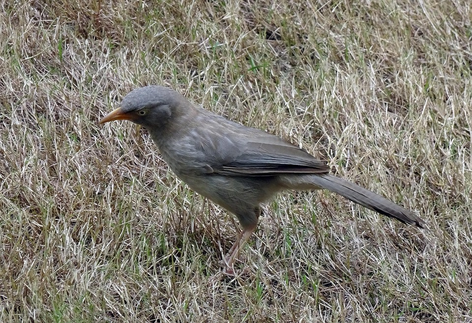 Jungle Babbler Turdoides Striata - Free photo on Pixabay - Pixabay