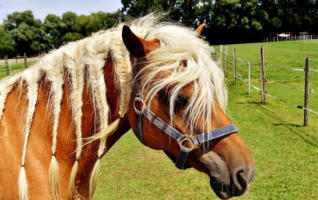 Haflinger ม้า แผงคอ - ภาพฟรีบน Pixabay - Pixabay