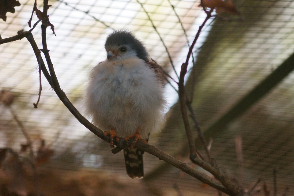 Neck Band-Pygmy Falcon The World - Free photo on Pixabay - Pixabay