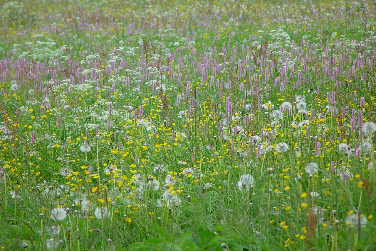 Prairie De Montagne Fleurs - Photo gratuite sur Pixabay - Pixabay