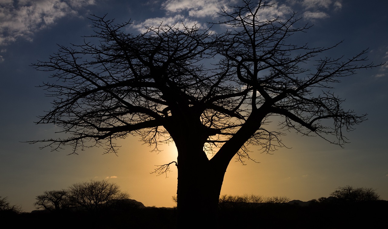 Plus de 80 photos gratuites de Baobab et de Arbre - Pixabay