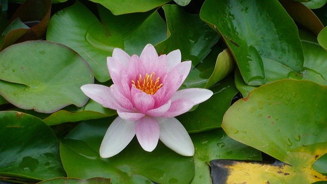 Bunga Lotus - Foto gratis di Pixabay - Pixabay