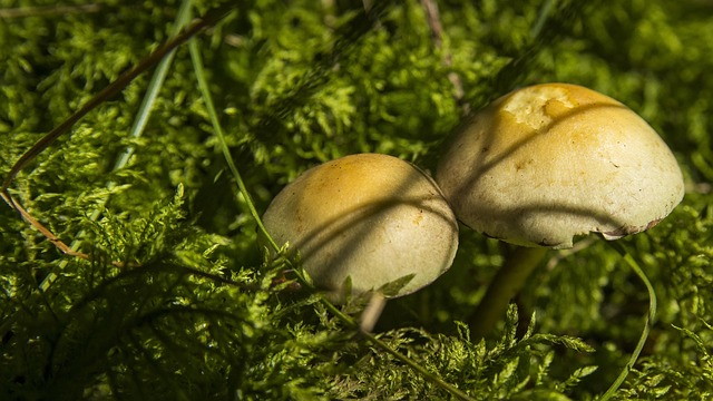 Pilz Wald Herbst - Kostenloses Foto auf Pixabay