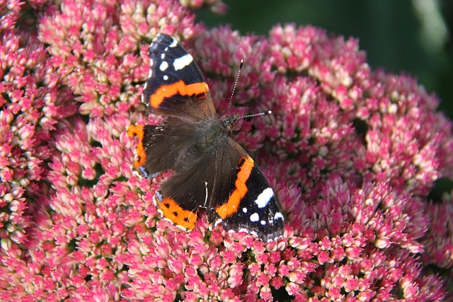 L'Amiral Papillon Jardin - Photo gratuite sur Pixabay - Pixabay
