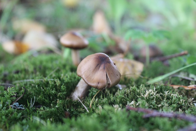 Champignon Nature Naturel - Photo gratuite sur Pixabay