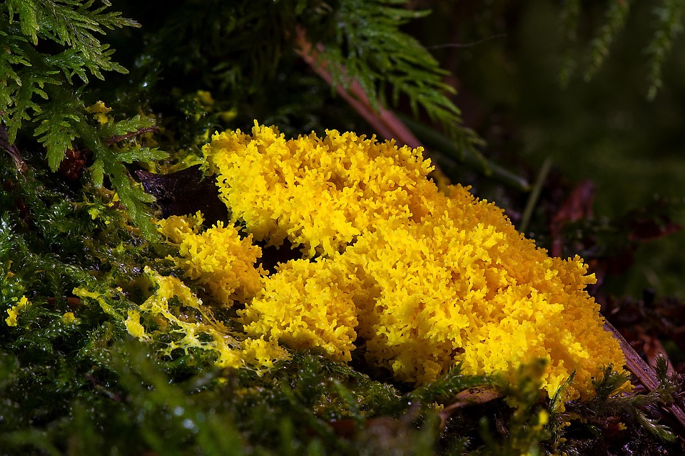 Slime Mold Single Celled Organisms - Free photo on Pixabay