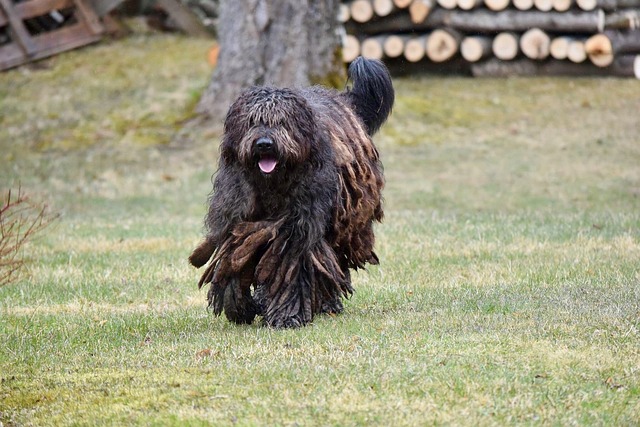 Dog Bergamasgo - Free photo on Pixabay