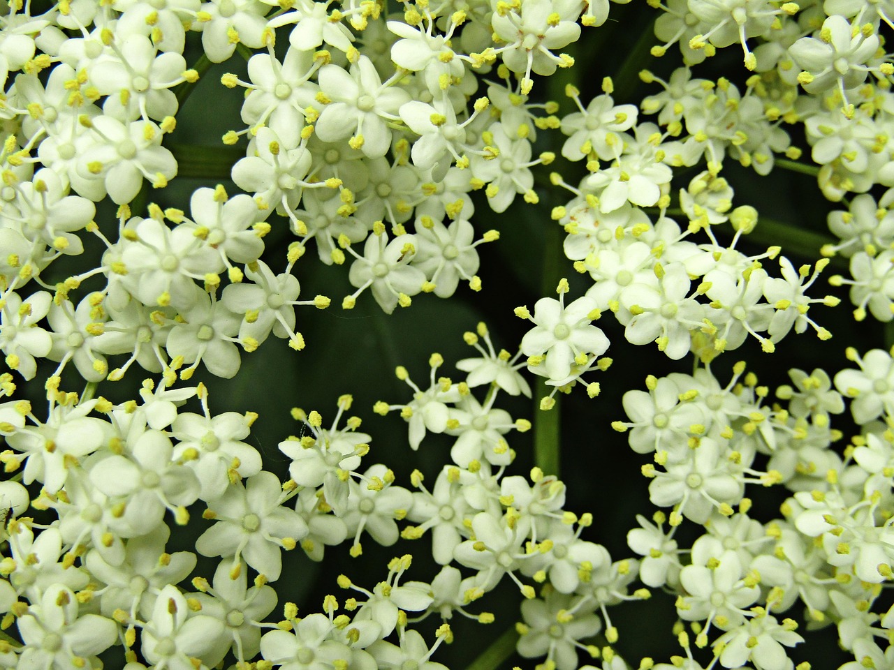 Flower Jasmine Nature - Free photo on Pixabay - Pixabay