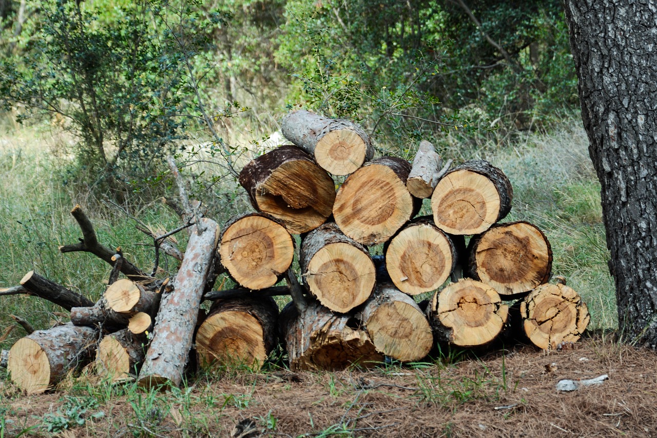 Madera Árbol De - Foto gratis en Pixabay - Pixabay