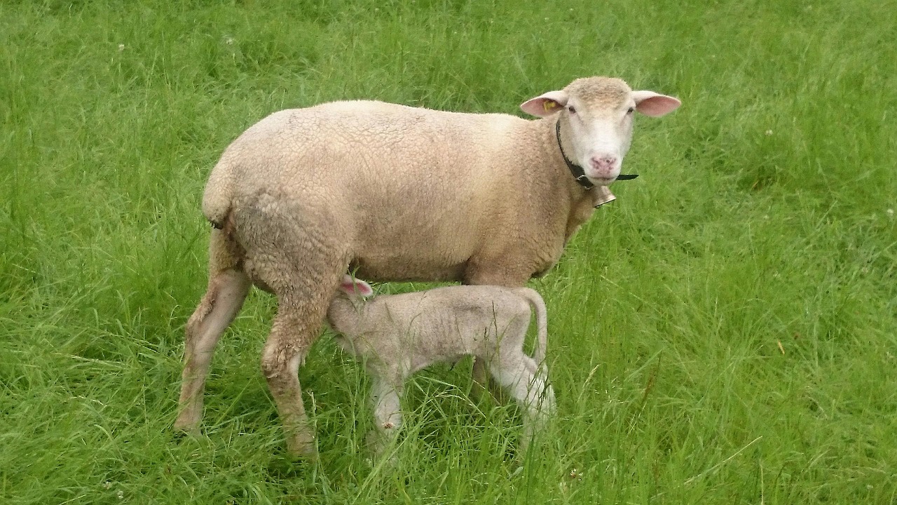 Nature Le Mouton Young - Photo gratuite sur Pixabay - Pixabay