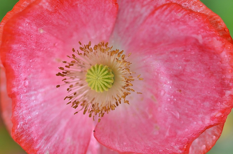 Poppy Flower Natur - Free photo on Pixabay - Pixabay