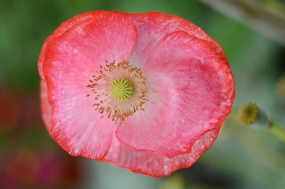 Poppy Flower Natur - Free photo on Pixabay