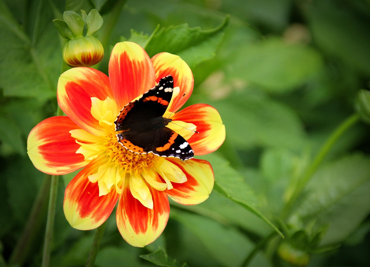 Plantar Flor Natureza Bela - Foto gratuita no Pixabay - Pixabay