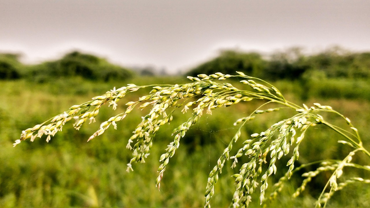 Yellow Weed Plant Blur - Free photo on Pixabay - Pixabay